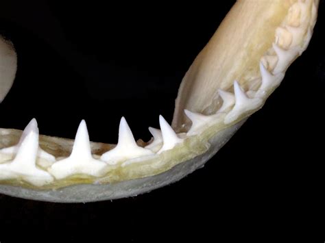 Carcharhinus Wheeleri Shark References