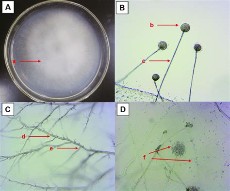Macroscopic Morphological Characteristics Of Mucor Hiemalis Bo 1 A A