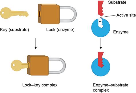 Enzymes And Substrates Examples