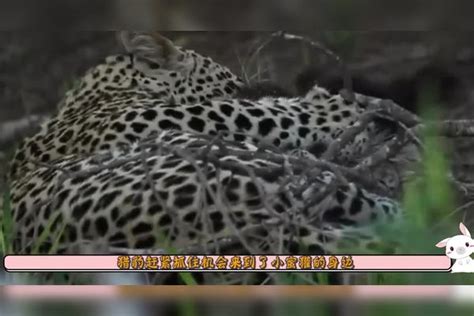猎豹捕食小蜜獾，却遭蜜獾妈妈狂怼，被暴揍到怀疑人生！妈妈猎豹人生