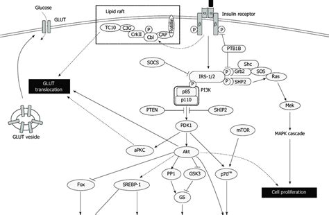 Overview Of Insulin Signaling Insulin Binding Promotes Receptor
