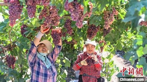 新疆呼图壁：葡萄喜丰收 田间采摘忙凤凰网