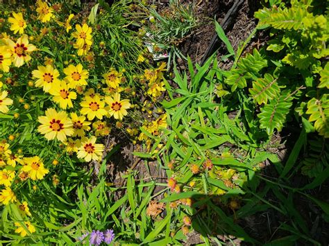 10 Summer Weeds Best Ways To Remove Them Plants Craze
