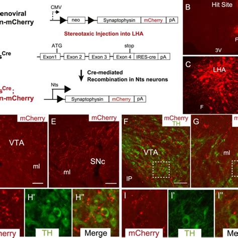 Visualization Of Ntsr1 Neurons In The Brain Transgenic Mice Expressing