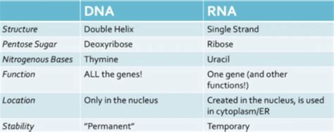 Bio Transcription Translation Quiz Study Flashcards Quizlet