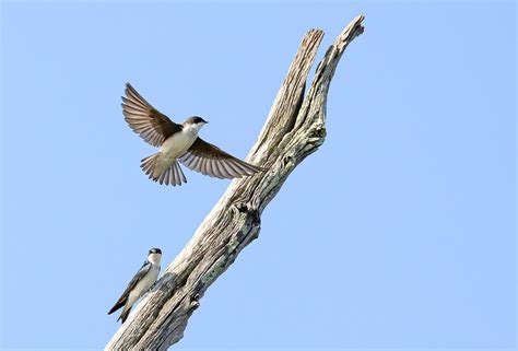 Tree Swallow Male Female BirdForum