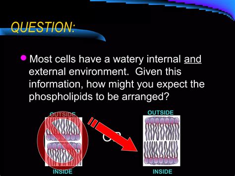 Homeostasis Transport PPT