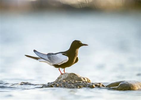 White Winged Terns Chlidonias Leucopterus Earth Life