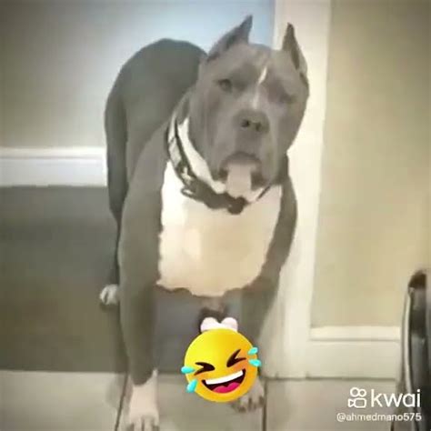 الكلب لما الكلب لما يشوف حرامي Youtube