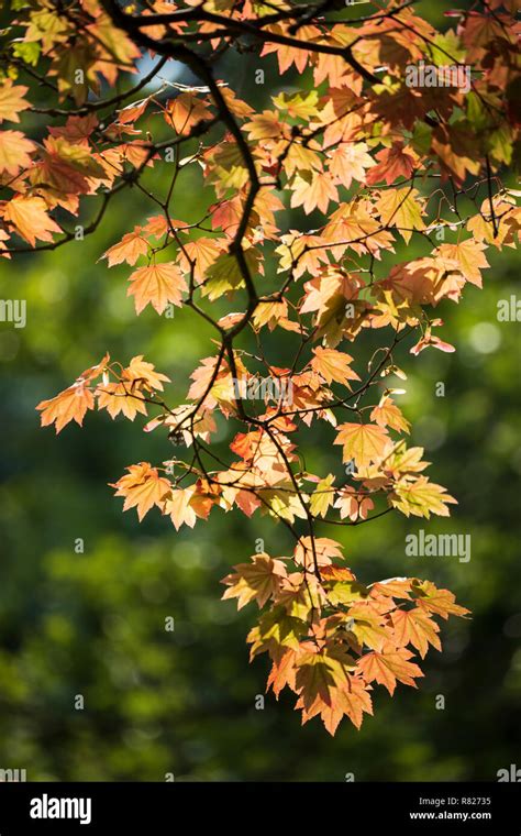 Maple Tree Leaves Backlit In Autumn Colours England UK Stock Photo Alamy