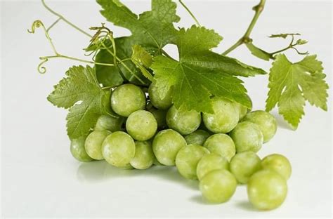 Anti Carcinogenic Foods Health Advisor