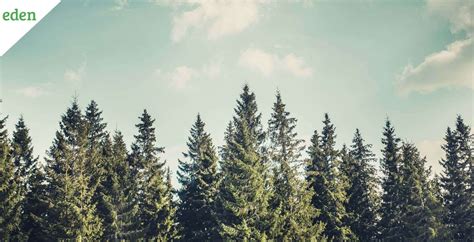 All About Pine Tree Diseases And How To Treat Them Eden Lawn Care And