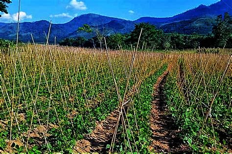 မိုင်းယုမြို့တွင် ဘက်စုံအဆင့်မြင့်နည်းပညာသုံး ဆောင်းသီးနှံဟင်းသီးဟင်းရ