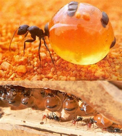 The Honeypot Ant Amazing Picture Ants Ant Species Bugs And Insects