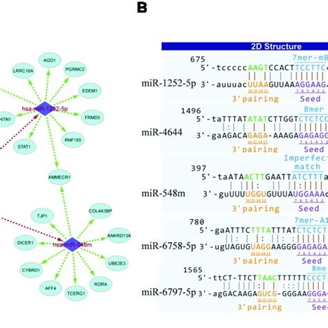 A Circrna001481mirnamrna Interaction Network Comprising 5 Mirnas