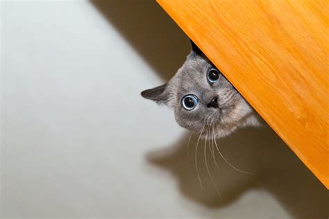 Understanding Feline Stress Just Cats Clinic