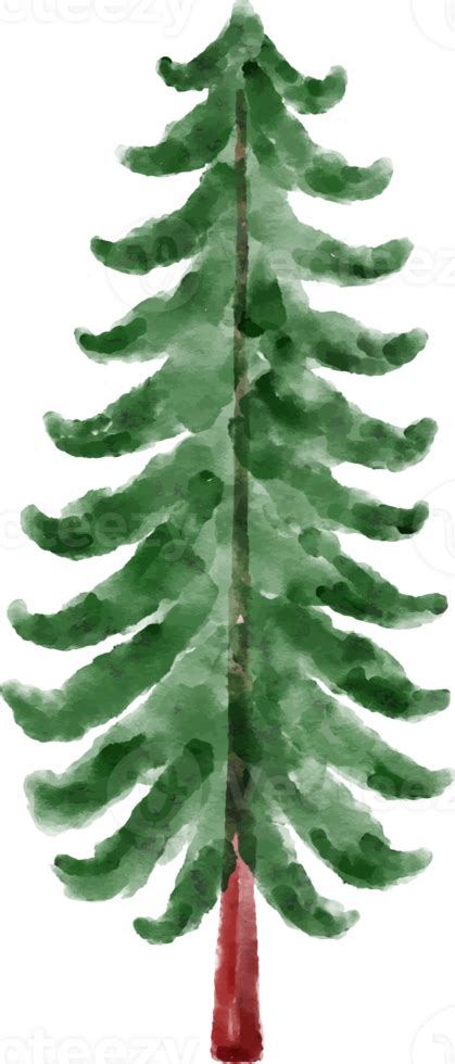 Hand Drawn Watercolor Pine Tree 12500021 Png