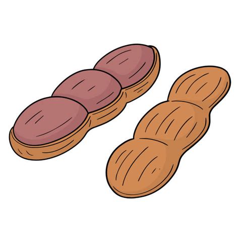 60 Boiled Peanut Stock Illustrations Royalty Free Vector Graphics