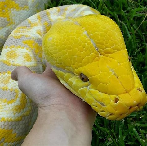 Massive Head Of A Reticulated Python R Damnthatsinteresting
