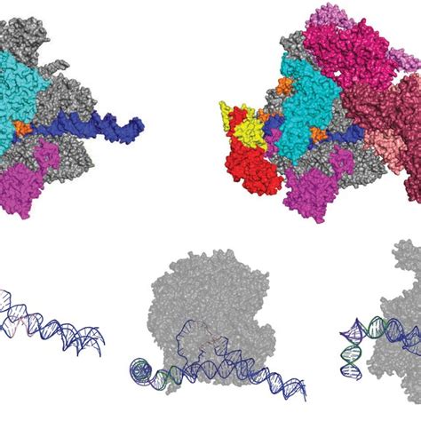 Overview Of Human And Yeast S Cerevisiae Tfiid Tfiih And Mediator