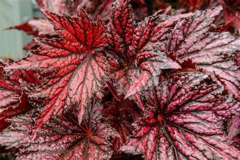 Begonia Merrymaker R Rex Begonia Merrymaker Bedding Rhs