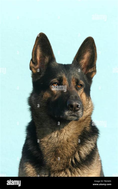 German Shepherd Portrait Stock Photo Alamy