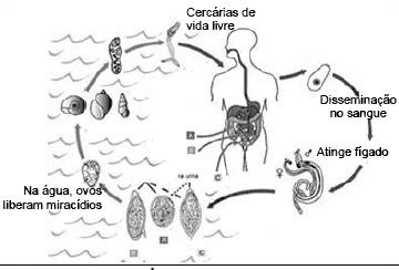 AIO Analise A Figura Abaixo E A Seguir Assinale Em Qual