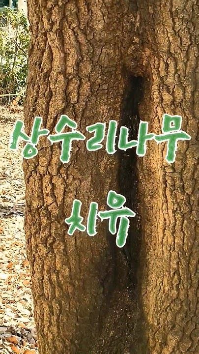 상처가 깊으면 고사되어요 참나무과 상수리 나무의 끈질긴 생명력에서 배워요 상처 부위에 새살이 돋아 더 두텁고 단단해져서