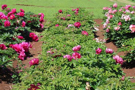 Yankee Doodle Dandy Gateforth Peonies Tasmania
