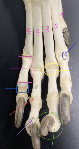 Anatomical Features Of The Metacarpus And Phalanges Diagram Quizlet