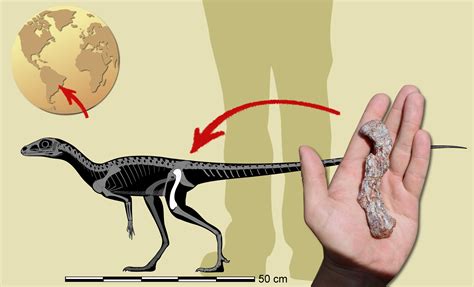 First Dinosaur Fossil
