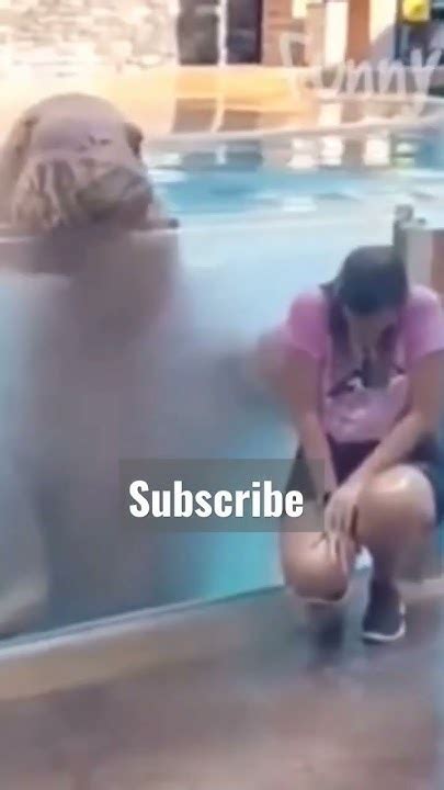 Funny Animal Youtube