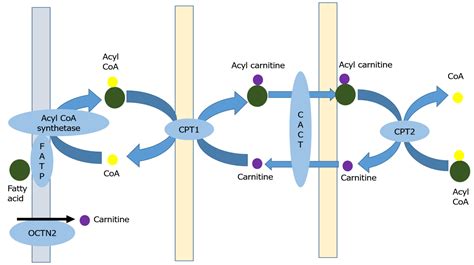 What Is Carnitine Shuttle At Daryl Reif Blog