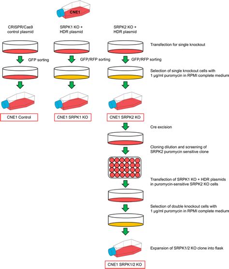 A Schematic Flowchart Of The Protocol The First Round Of Transfection Download Scientific