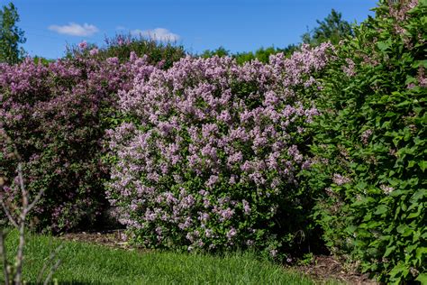 Dwarf Korean Lilac Nice Guys Nursery