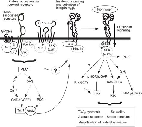 Inside Out And Outside In Signaling Of The Platelet Integrin Iib 3