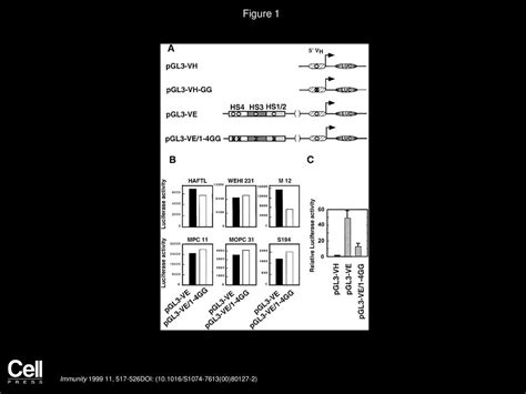 Transcriptional Regulation Of The Murine 3′ Igh Enhancer By Oct 2 Ppt