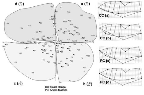 Figure 4 Sexual Dimorphism And Morphological Variation In