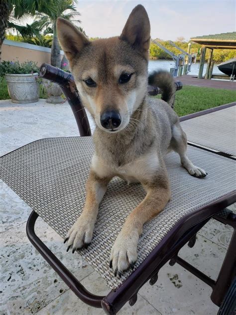 Why Does She Look Naked R Shiba