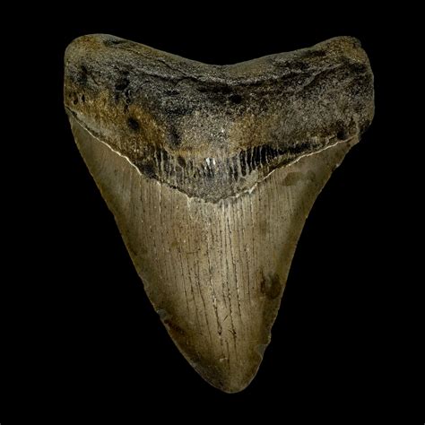 Are All Shark Teeth Fossils