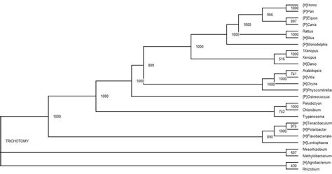 File Bootstrap Tree  Mdwiki