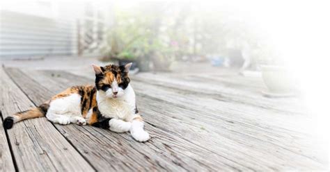 Hyperthyroid Cats Diagnostics Treatment Options Palliative Care And