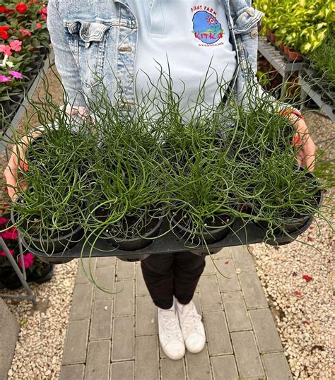 Kitka Plant Farm 🌸 Verbena Quartz Цена во саксија Ø10 40 денари Има
