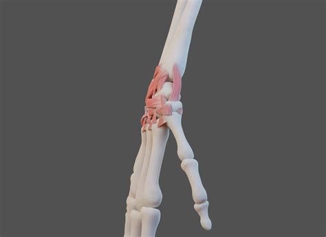3d Model Wrist Joint Ligaments Turbosquid 1951311