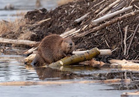 Castores En El Río Guadalquivir ¿una Reintroducción Exitosa O Un