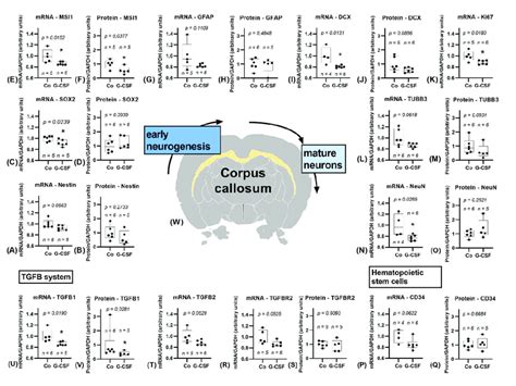Study Results Of Corpus Callosum Corpus Callosum Is Marked Yellow In