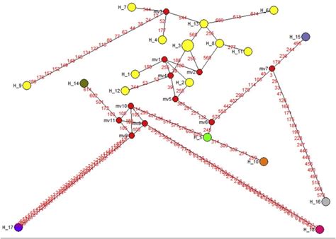 Median Joining Network Of The Haplotypes Inferred From Its Sequences Download Scientific