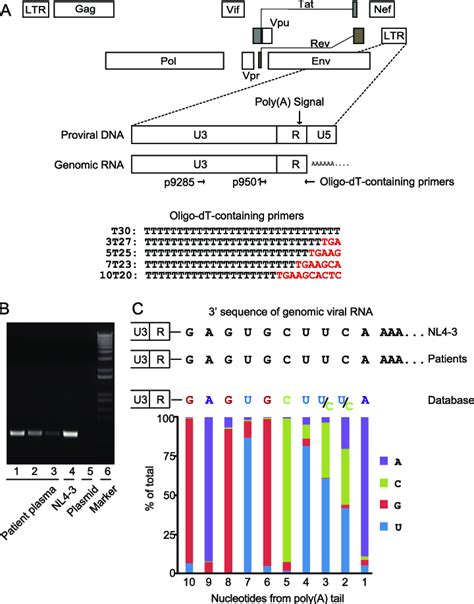 Pcr Strategy To Amplify The 3 End Of Hiv 1 Mrnas A Map Of The