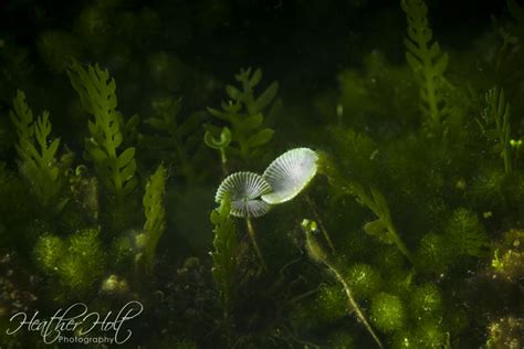 Acetabularia Crenulata Pearltrees