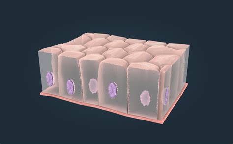上皮组织的类型 3D动画 CN Mozaik电子教育与学习